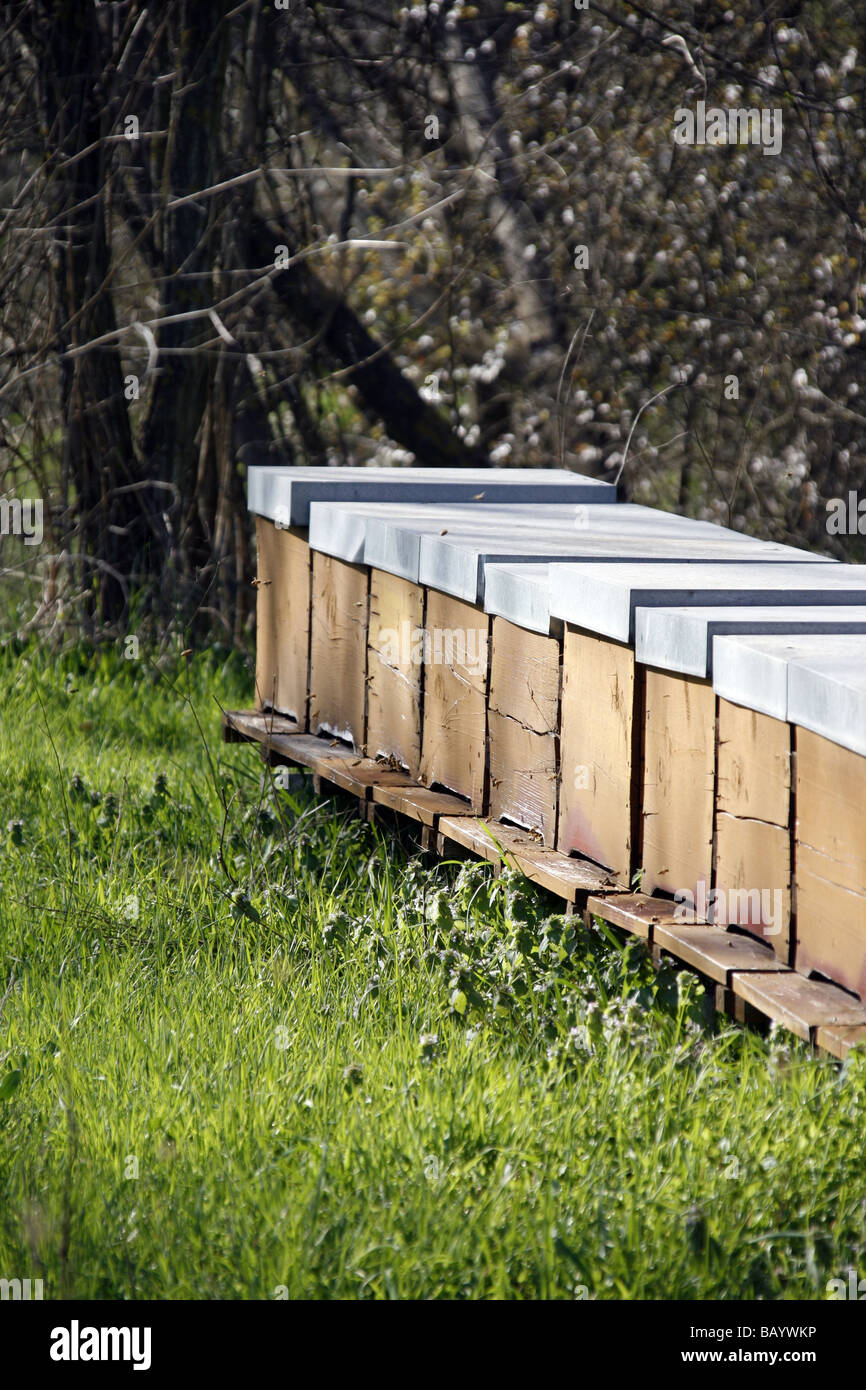 many bee hives in field in countryside Stock Photo - Alamy