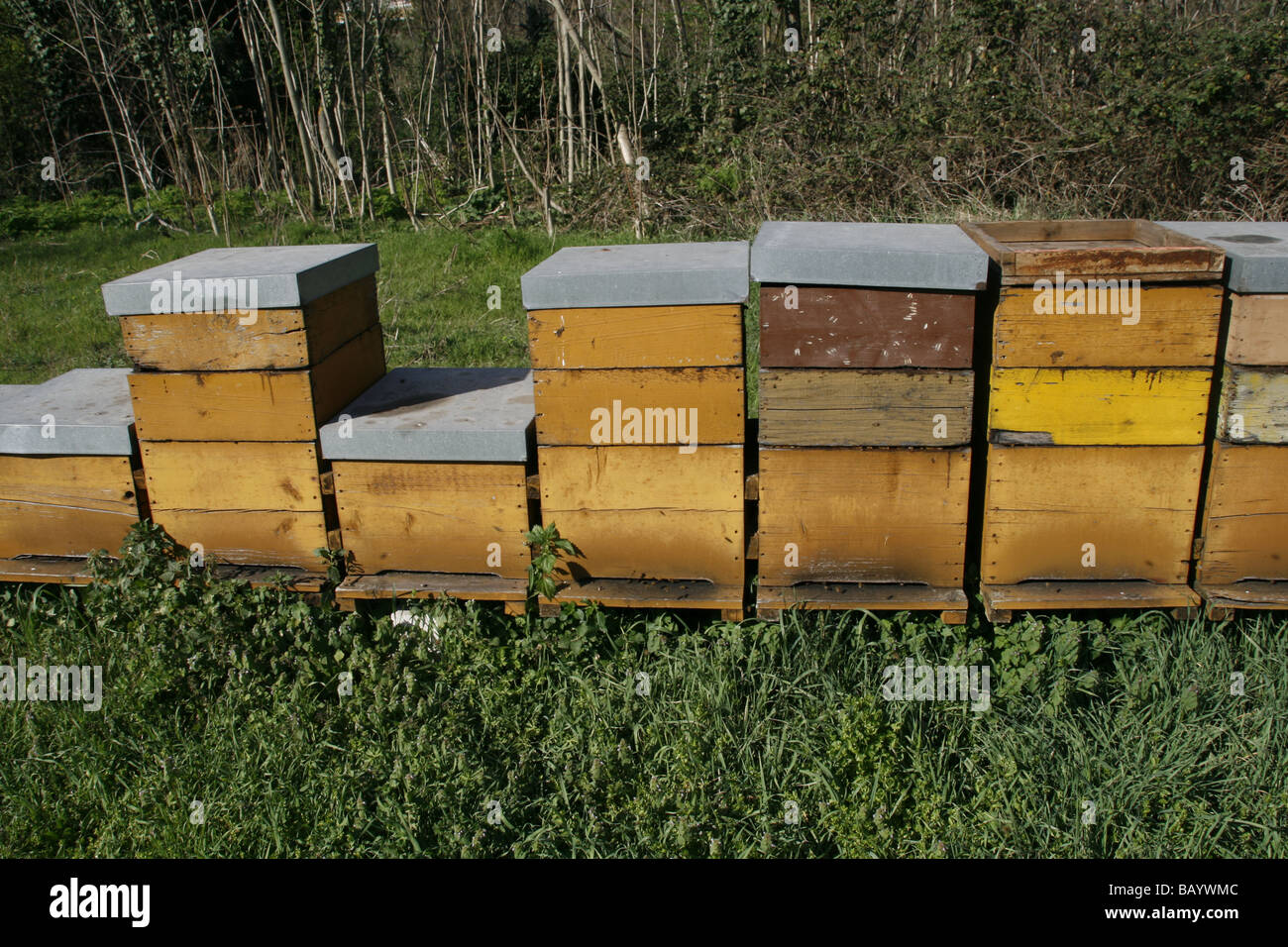 Bee Hives In Woods High Resolution Stock Photography and Images - Alamy