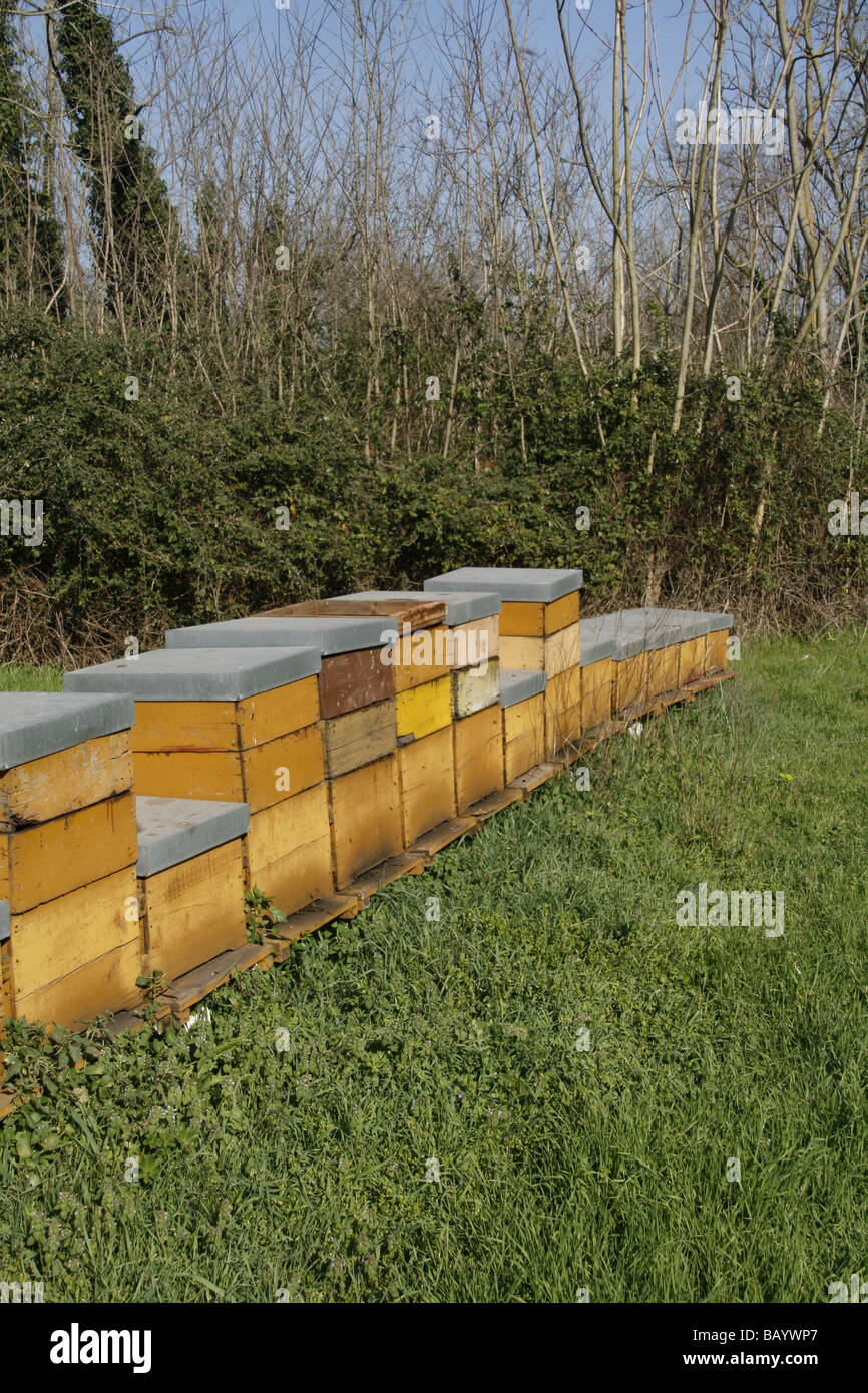 many bee hives in field in countryside Stock Photo - Alamy