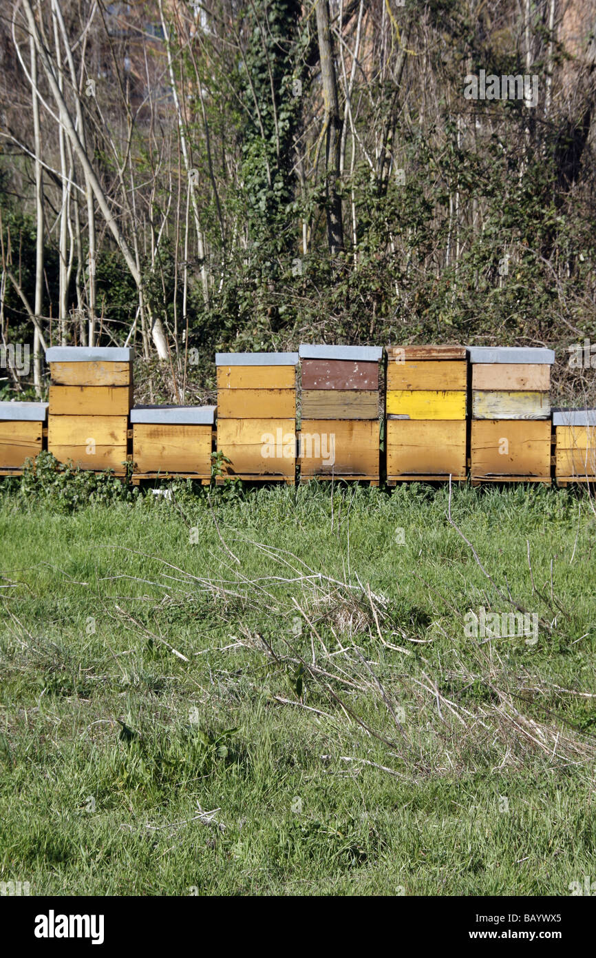 Bee hives in woods hi-res stock photography and images - Alamy