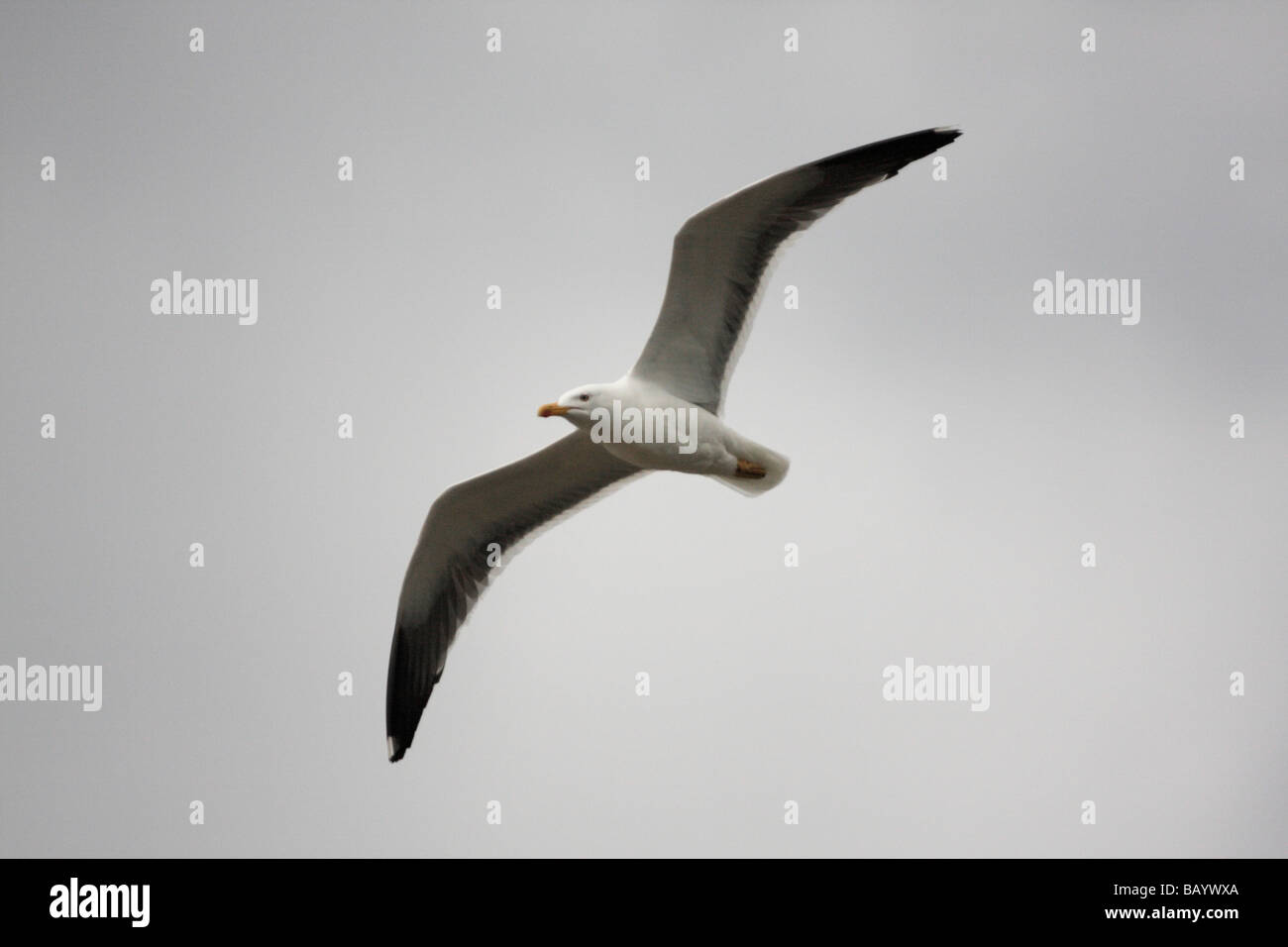 Gull in flight Stock Photo - Alamy
