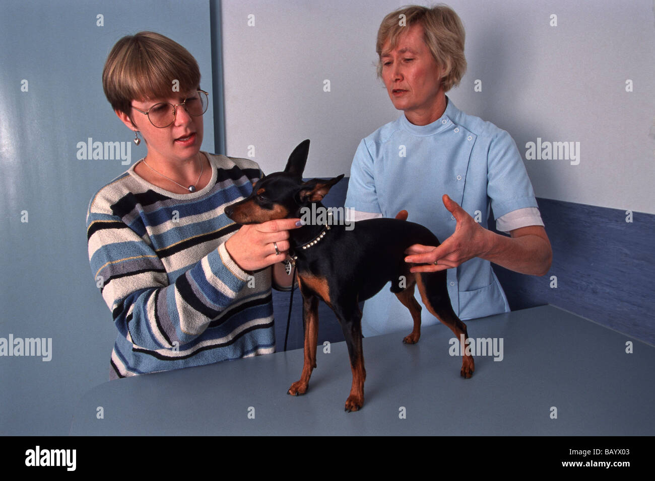 Vet with injured dog Stock Photo - Alamy
