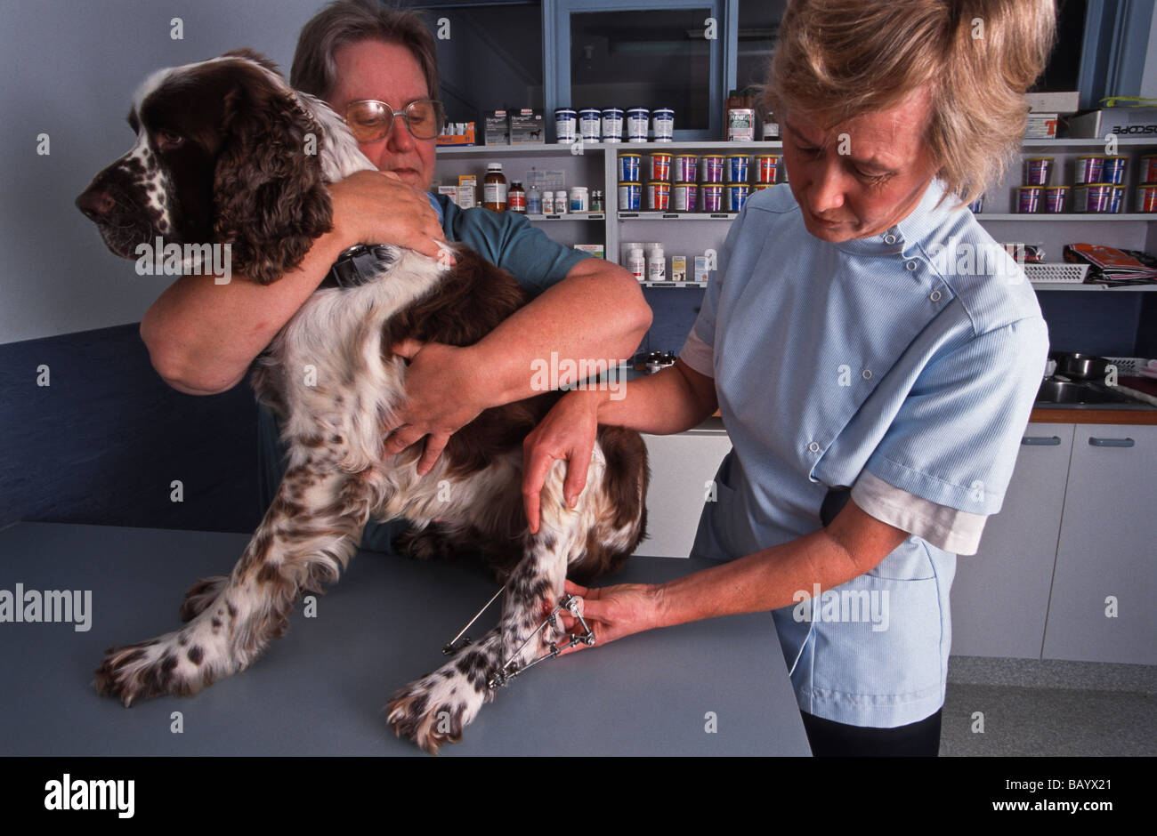 English vet hi-res stock photography and images - Alamy