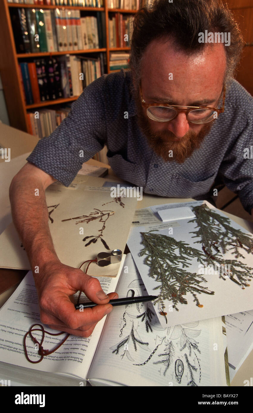 Australian native plants specimens hi-res stock photography and images ...