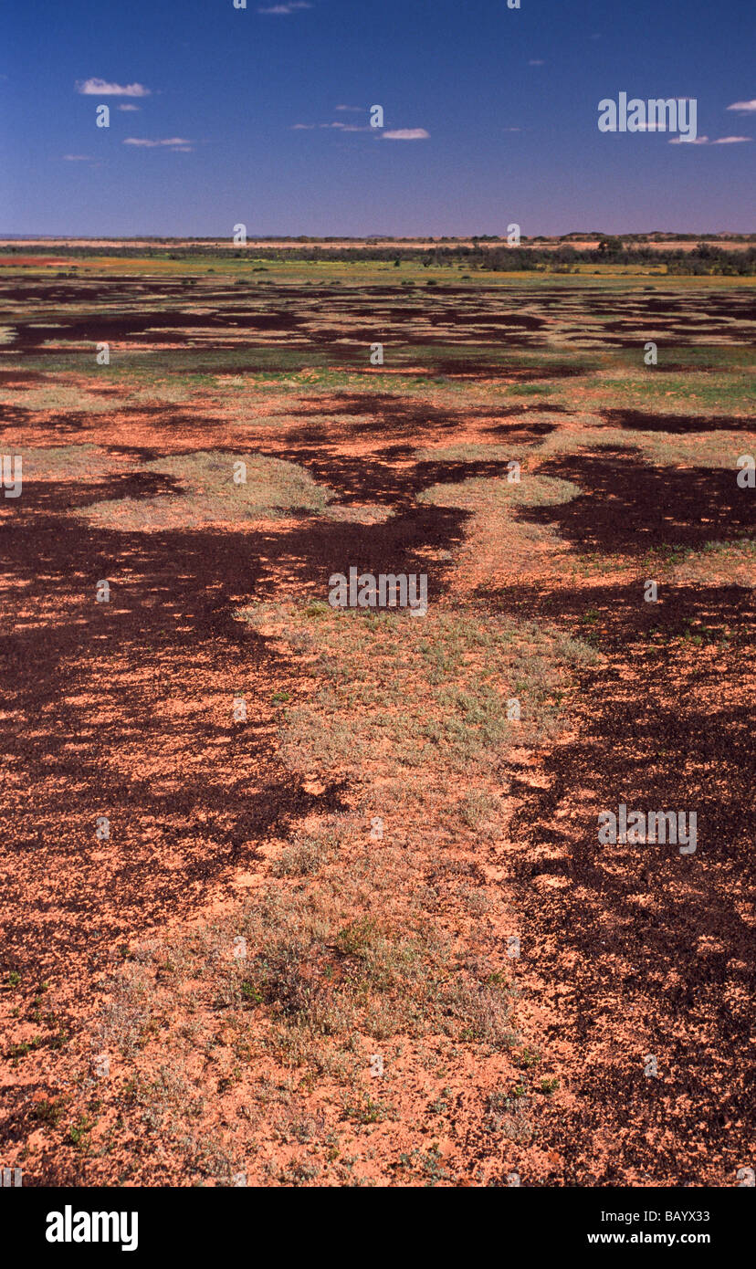 Gibber plain, outback Australia Stock Photo - Alamy