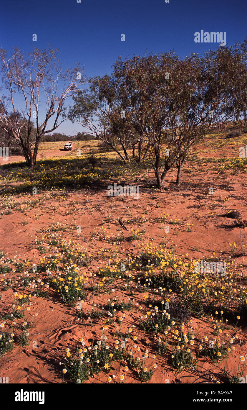 Wildflowers, outback Australia Stock Photo - Alamy