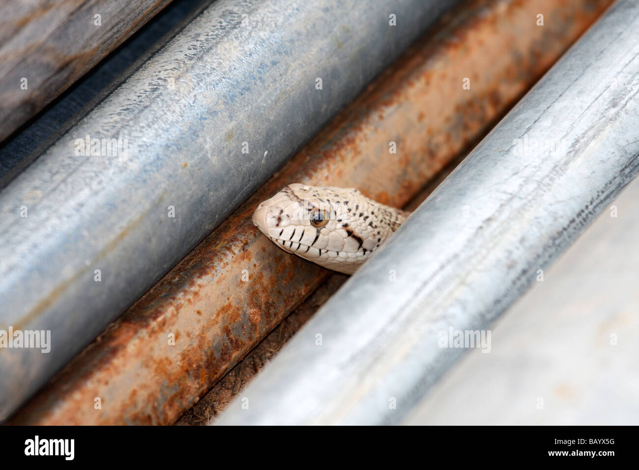 Bullsnake hi-res stock photography and images - Alamy