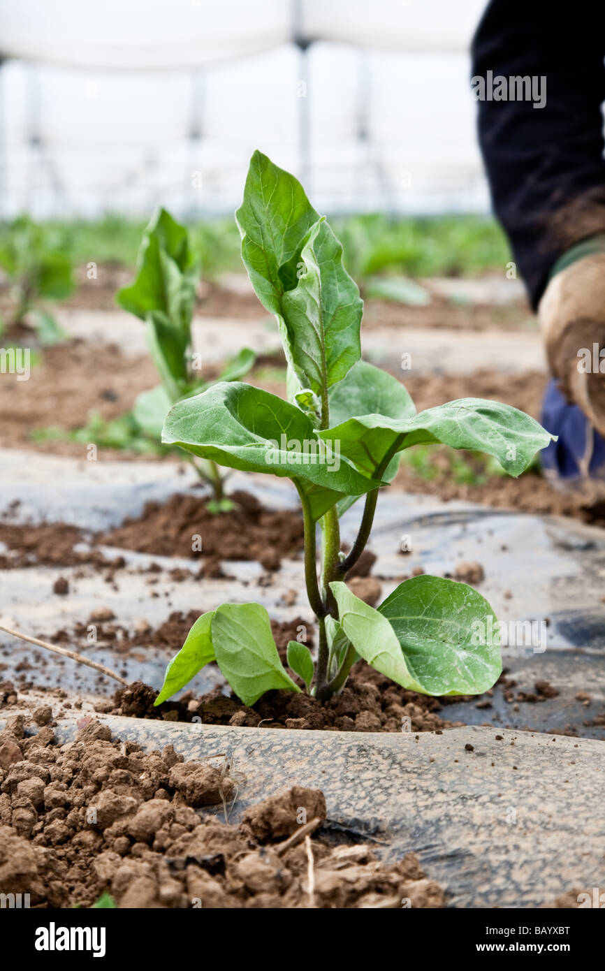Planting Aubergines for commercial growing This is a large scale ...