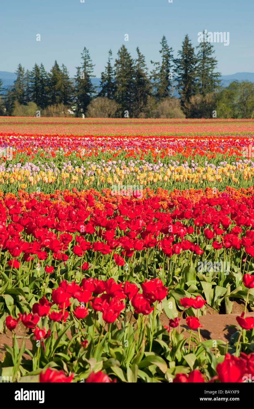 A large field of blooming colorful tulips planted in rows Stock Photo ...
