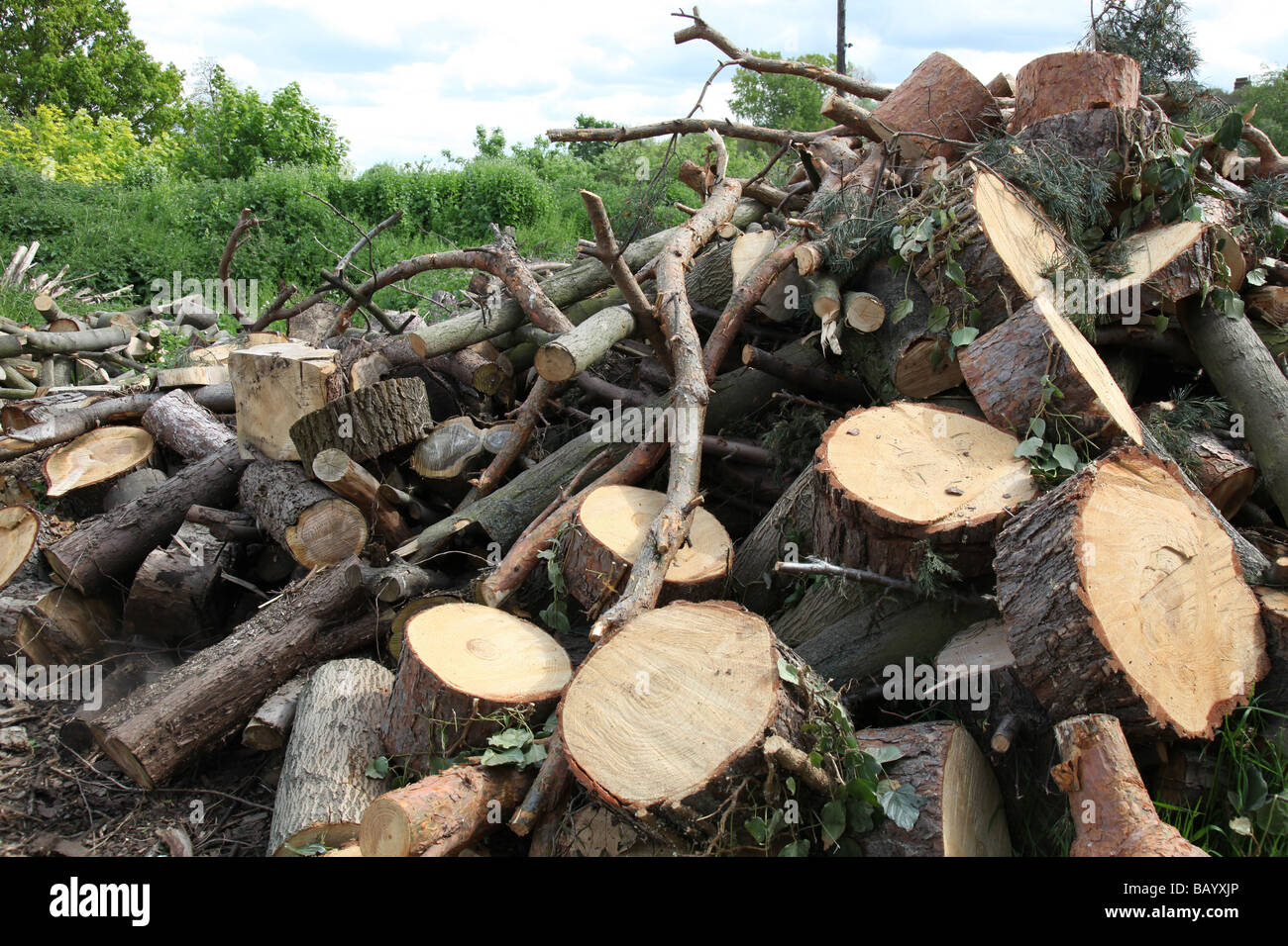 Chopped logs for fire wood at The Woodlands Farm Trust 331 Shooters ...