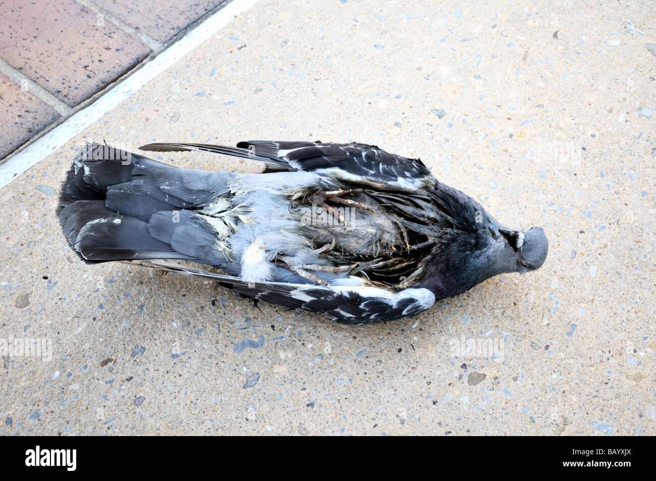 Deceased pigeon hi-res stock photography and images - Alamy