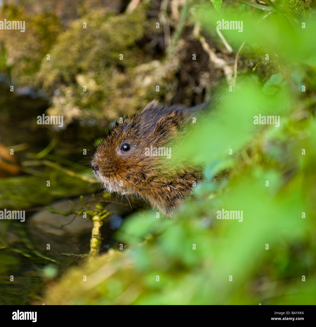Water Vole Arvicola amphibius looking out of its burrow Stock Photo - Alamy