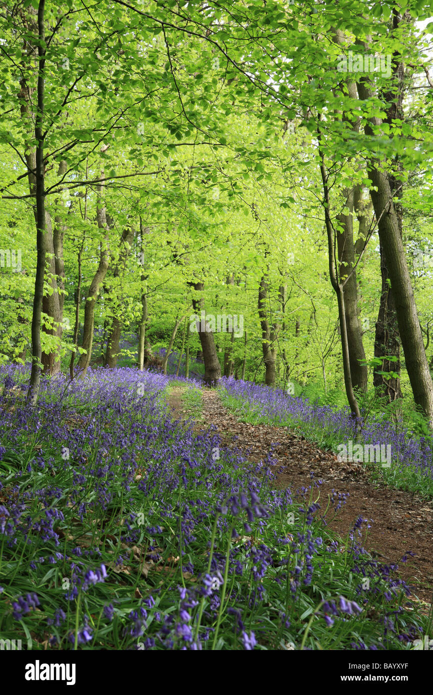 English bluebells dappled in sun hi-res stock photography and images ...
