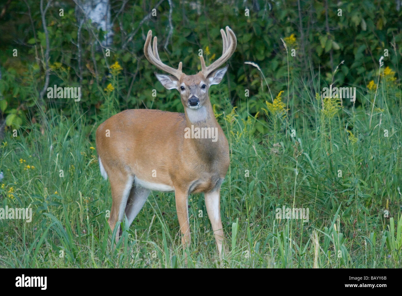 White-tailed buck in velvet Stock Photo - Alamy
