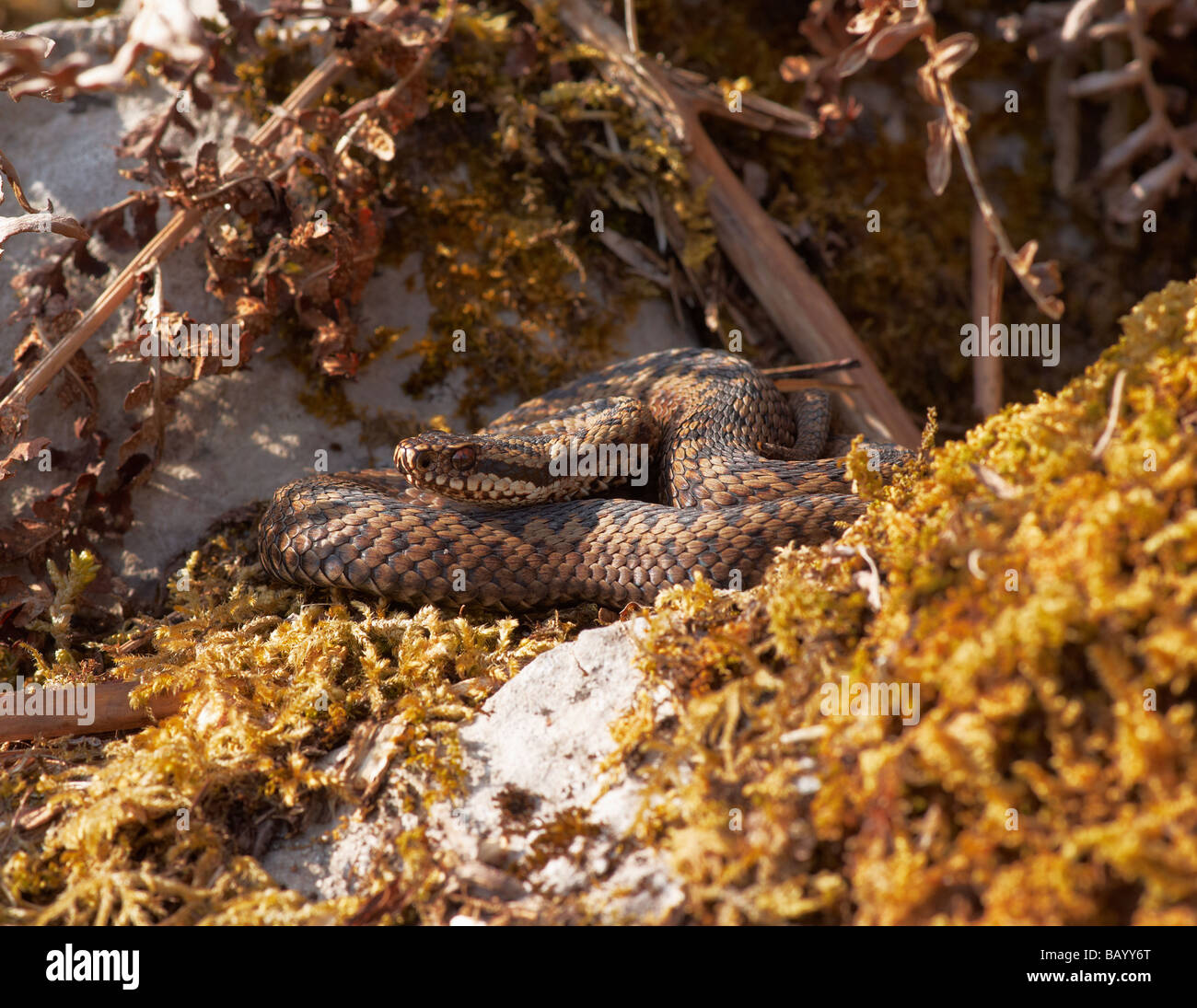 Adder basking in the sun shine Stock Photo - Alamy
