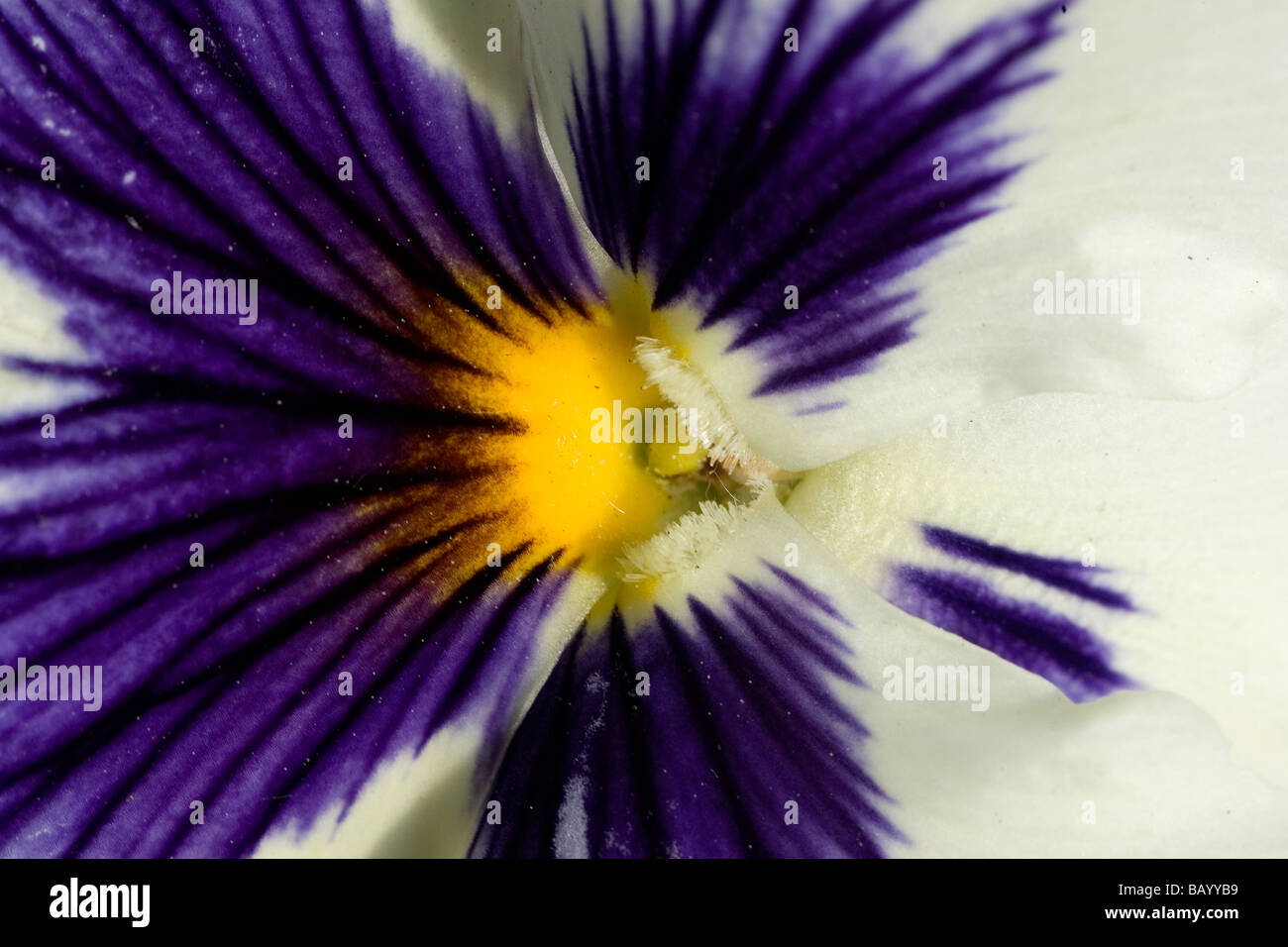 Detailed image of pansy flower hi-res stock photography and images - Alamy