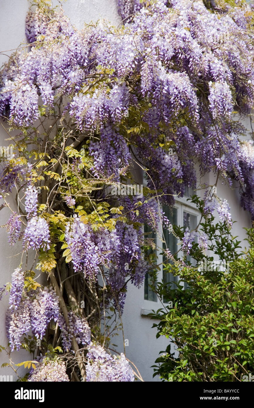 Wisteria on a wall hi-res stock photography and images - Alamy
