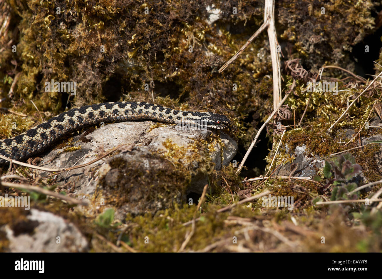 Adder basking in the sun shine Stock Photo - Alamy