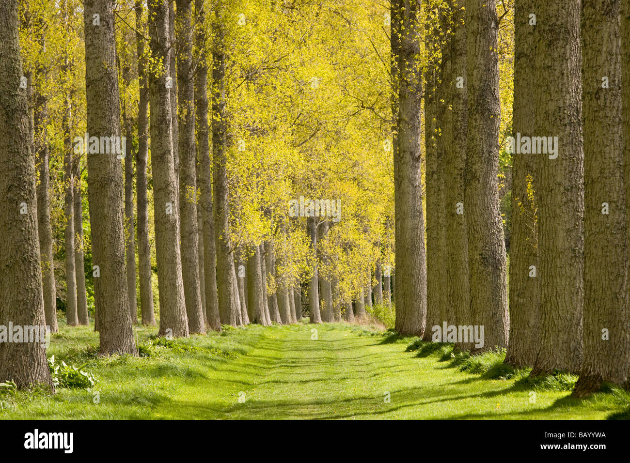 An avenue of trees by the River Tweed, Scottish Borders Stock Photo - Alamy