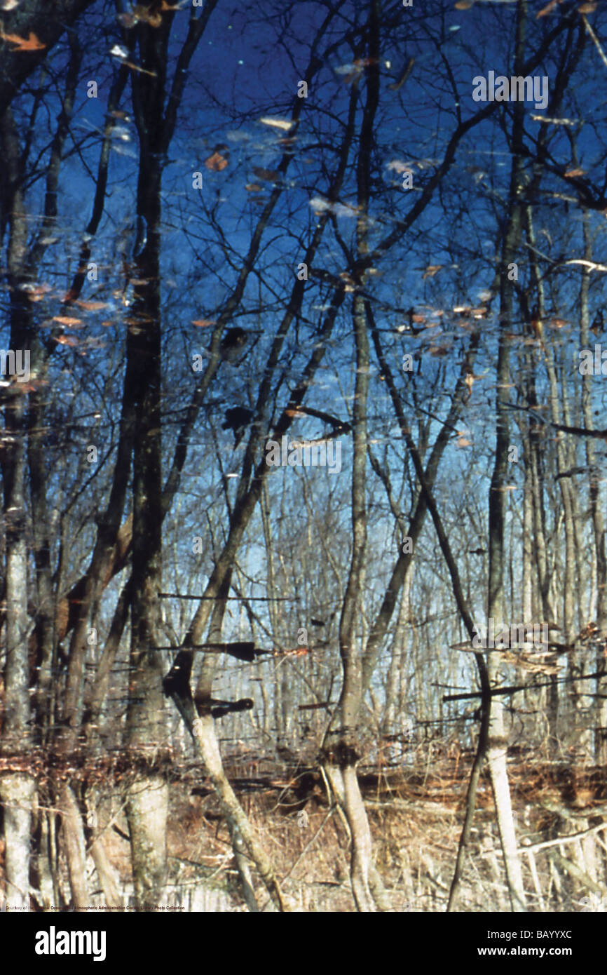 Flag Pond Marsh Stock Photo - Alamy