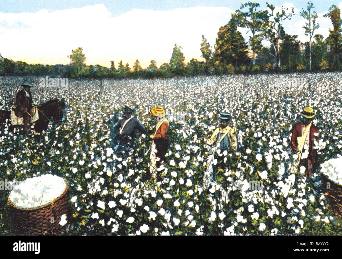 Workers in Cotton Field Stock Photo - Alamy