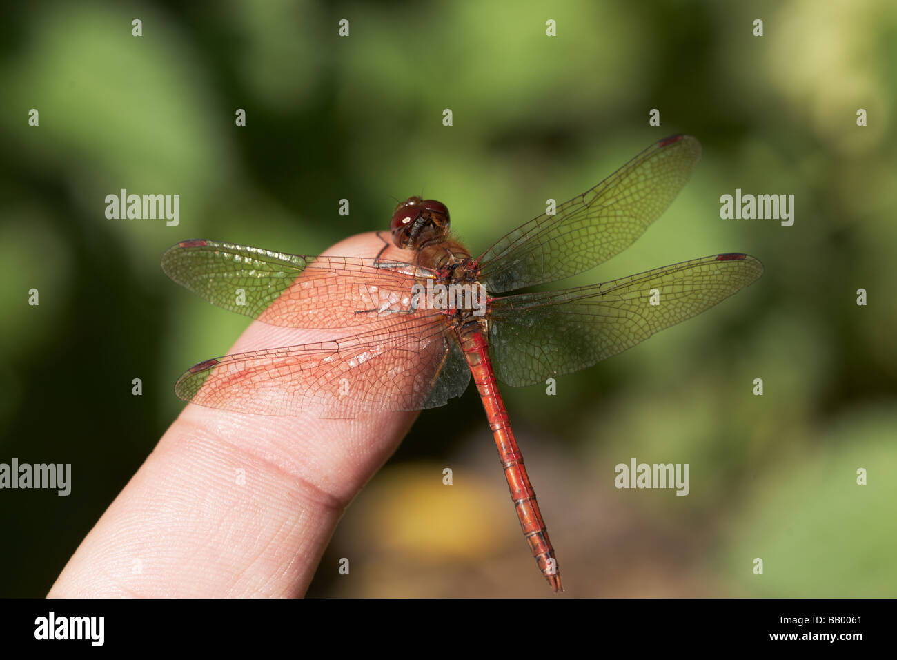 Dragonfly on hand hi-res stock photography and images - Alamy