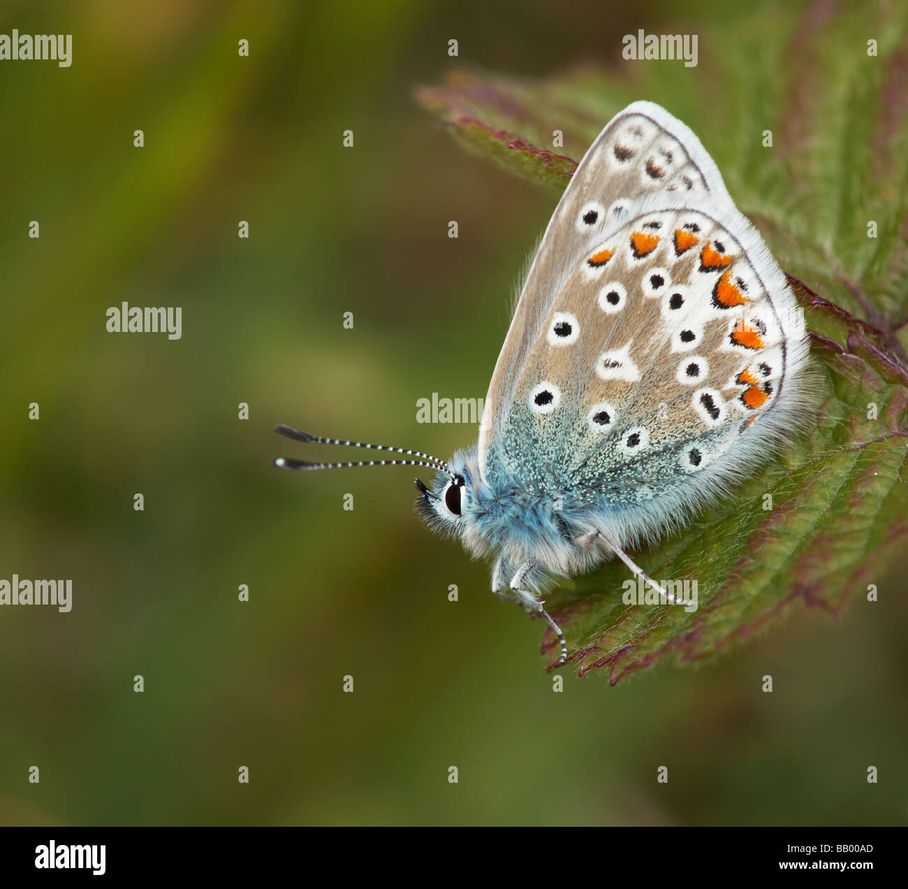 Butterfly closed wing hi-res stock photography and images - Alamy