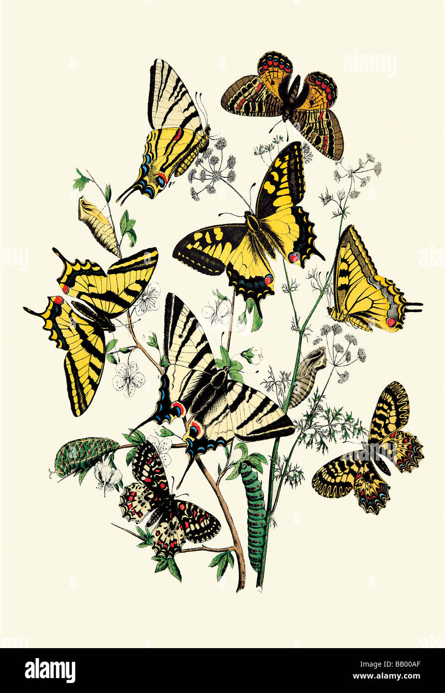 Butterflies insect insecta hi-res stock photography and images - Alamy