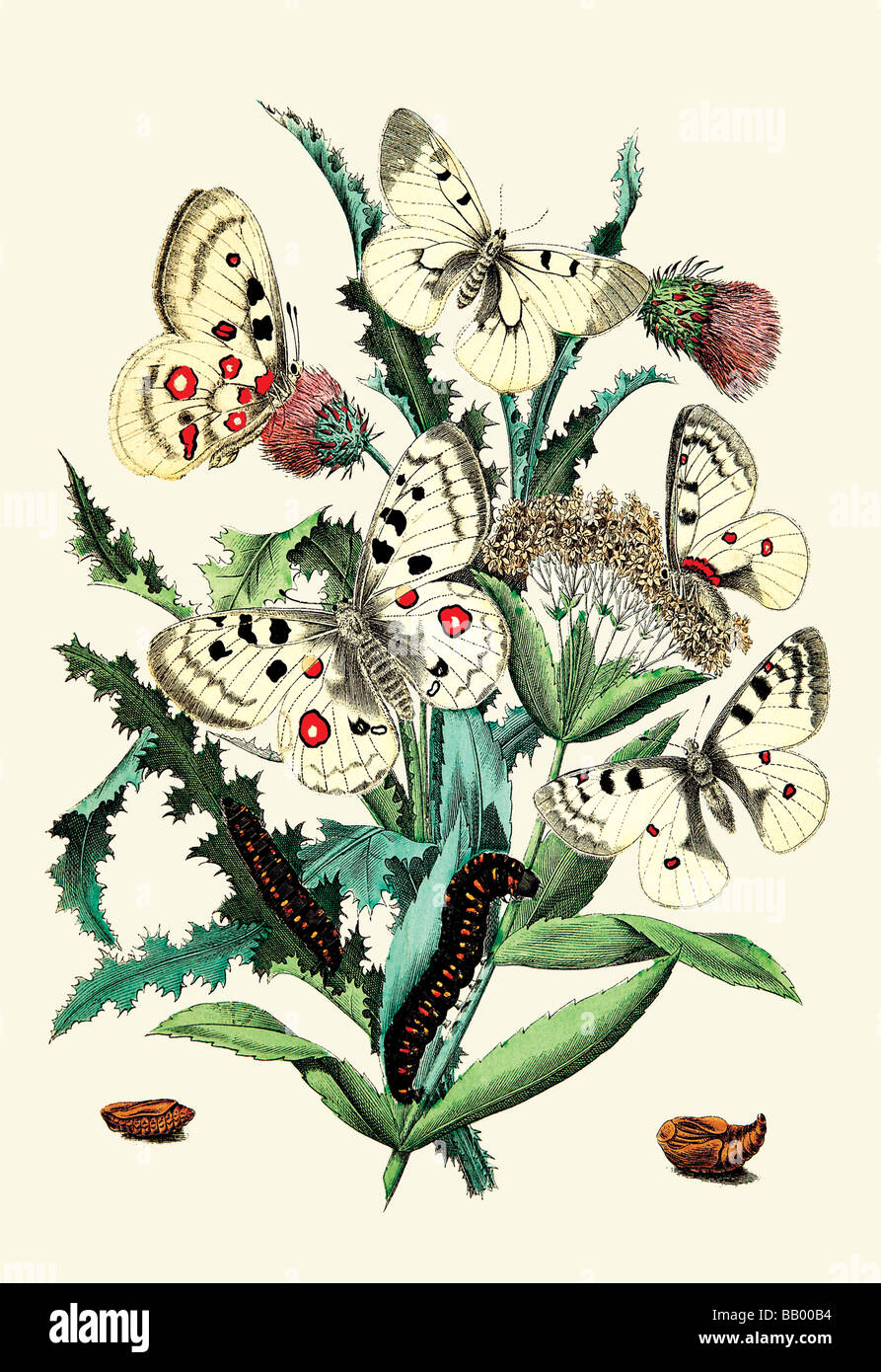Butterflies: P. Apollo,P. Phoebus,et al Stock Photo - Alamy
