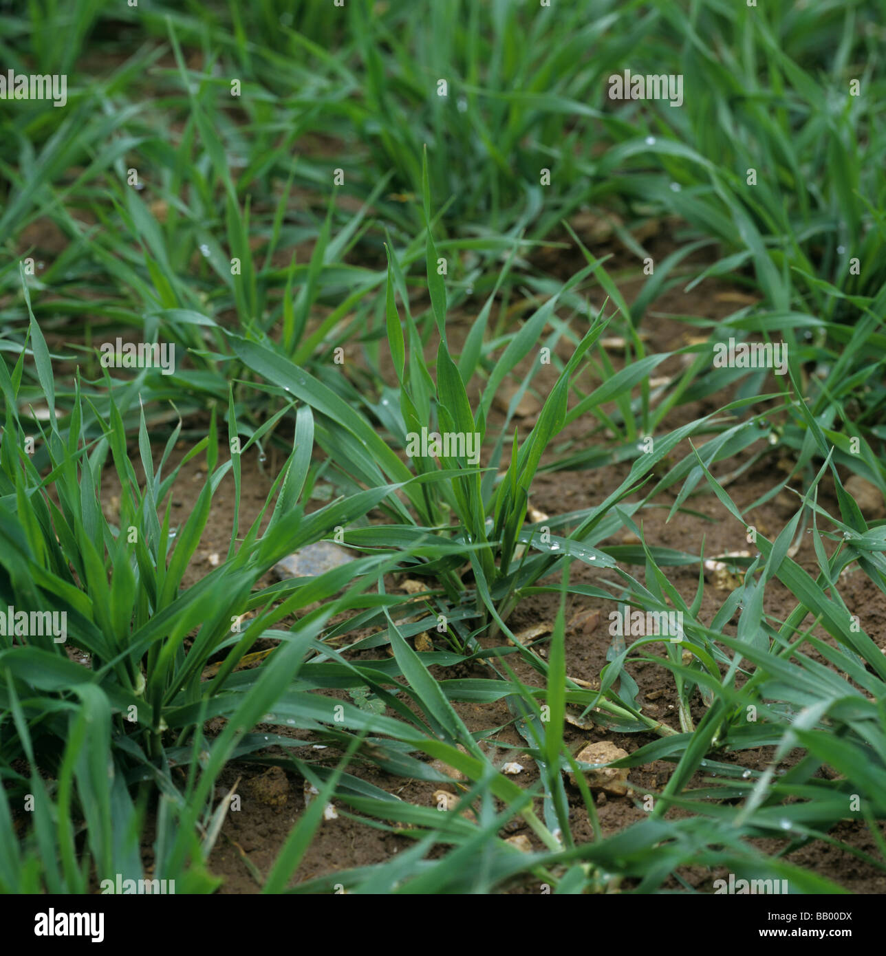 Close up of young barley plants in a crop Stock Photo - Alamy