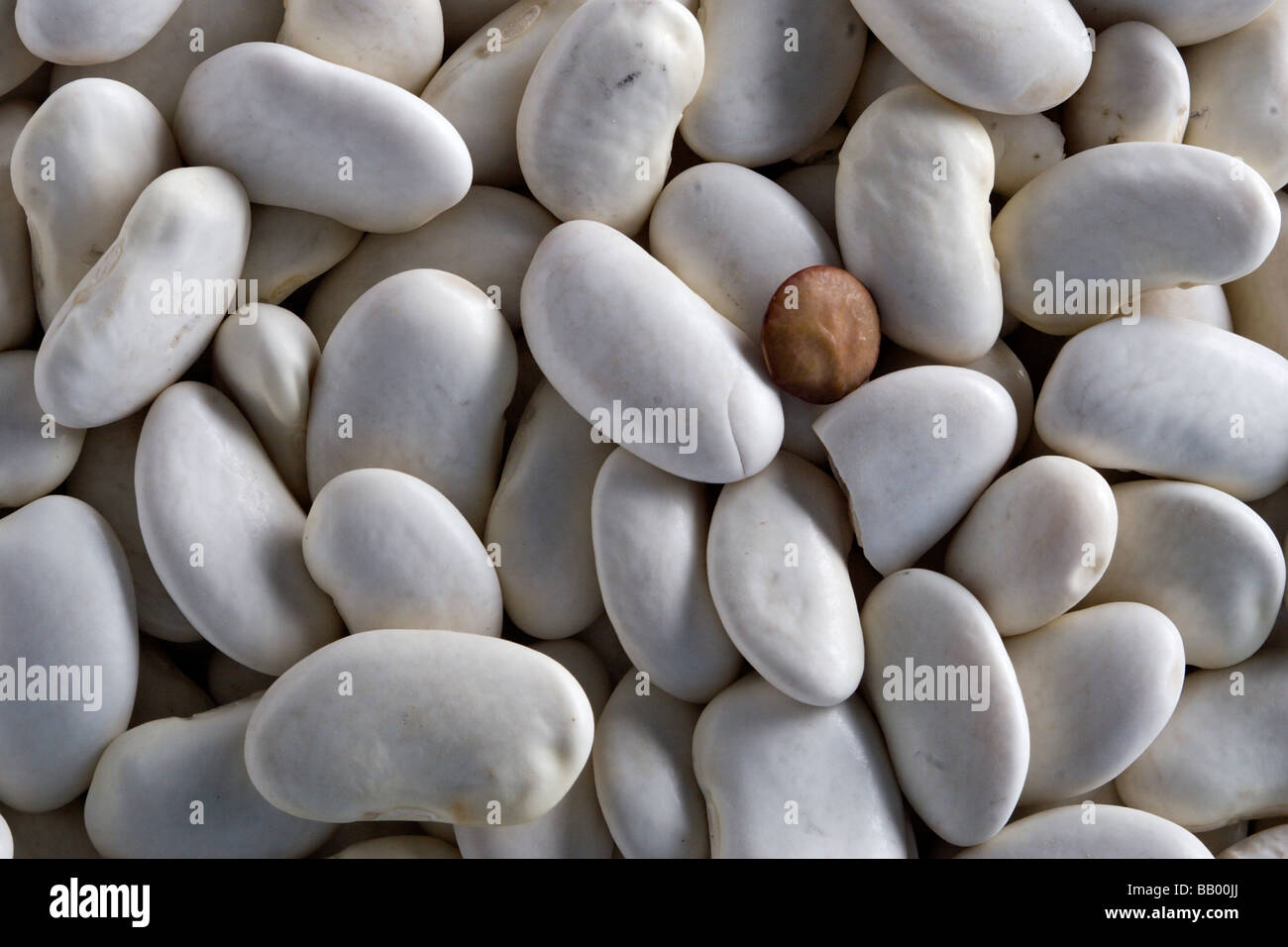 close up of white haricot beans and lentil as a background Stock Photo ...