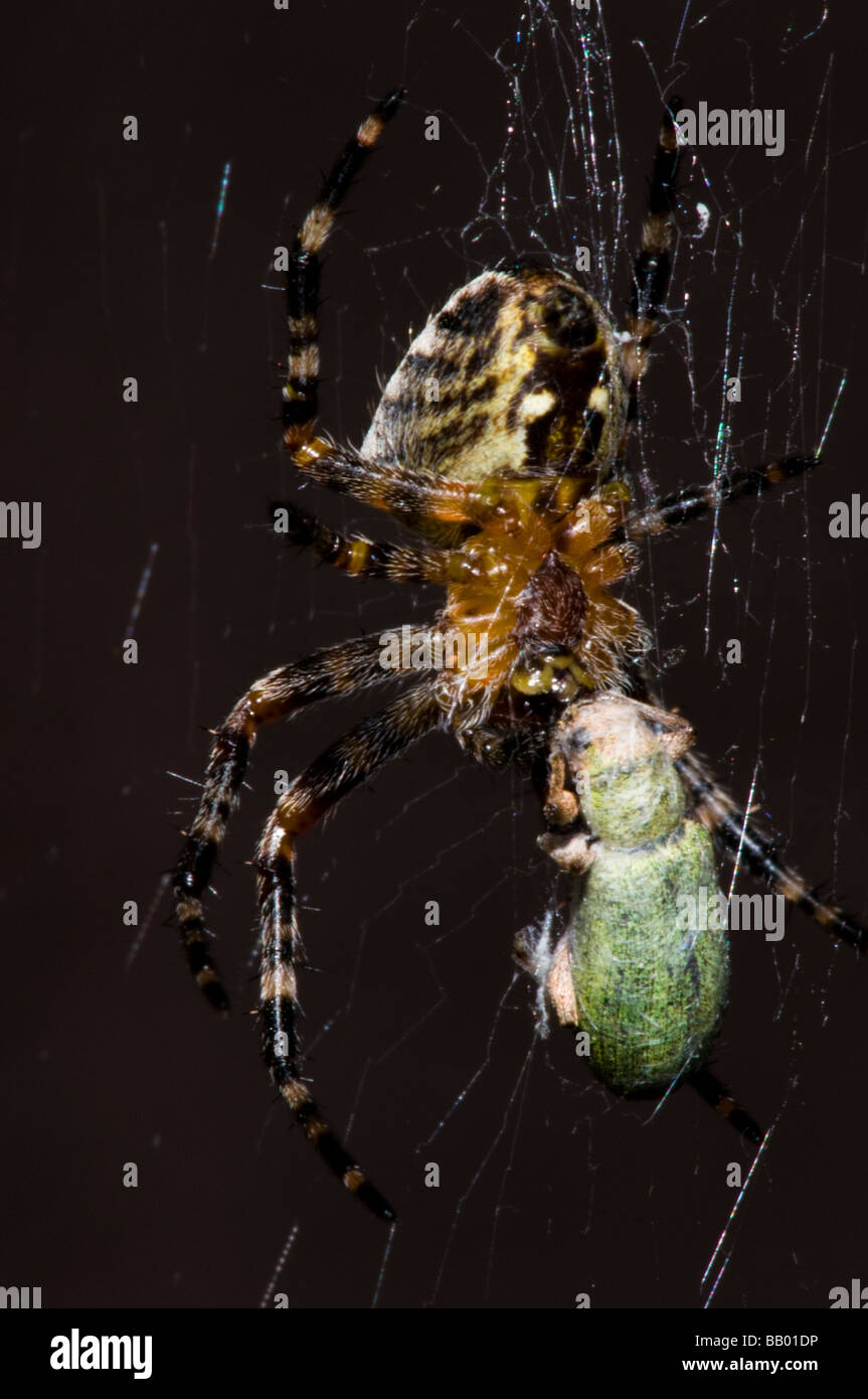 garden spider devouring a weevil Stock Photo - Alamy