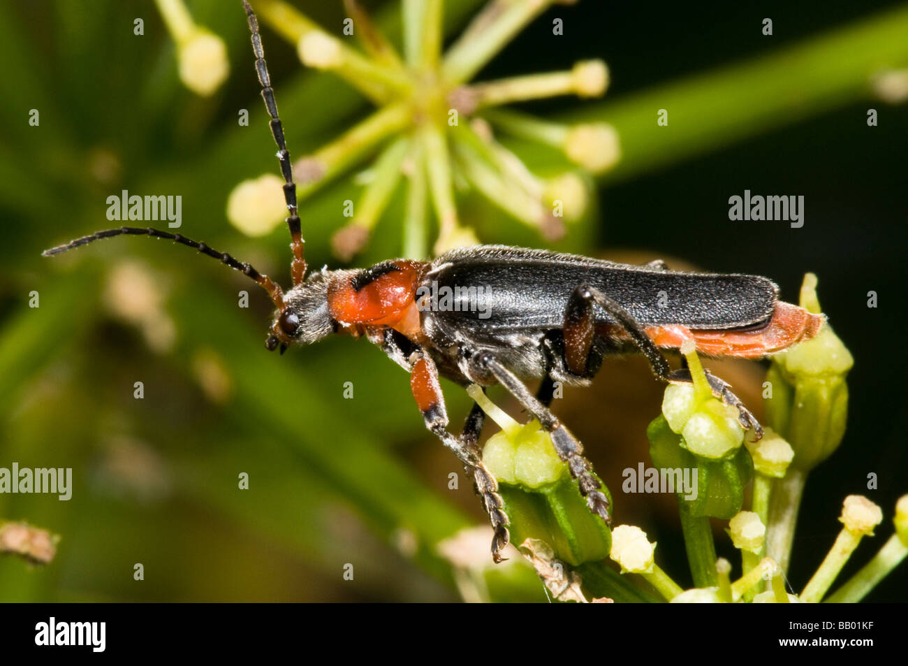 Soldier beetle cantharis rustica hi-res stock photography and images ...