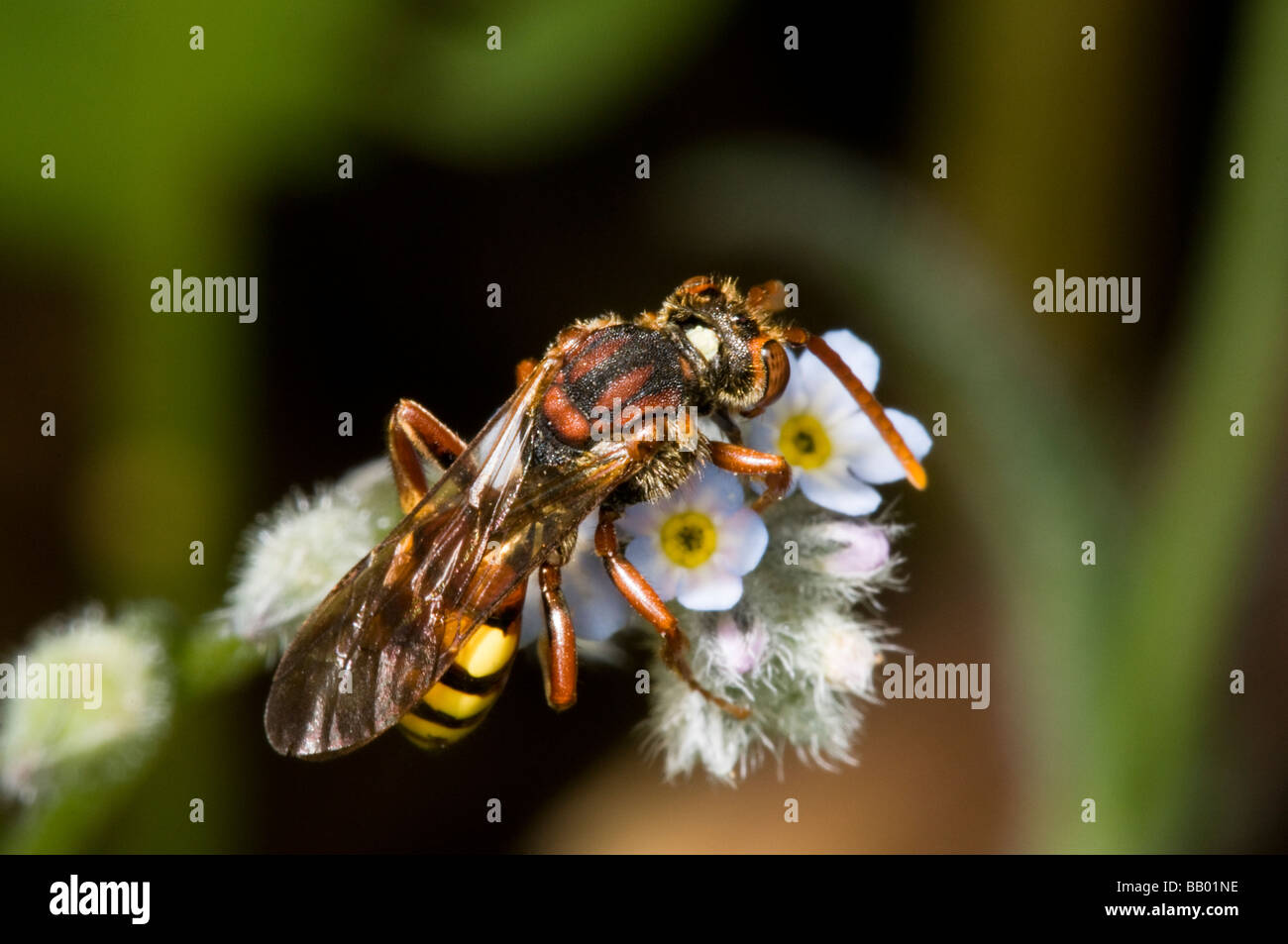 Cuckoo bee nomada hi-res stock photography and images - Alamy