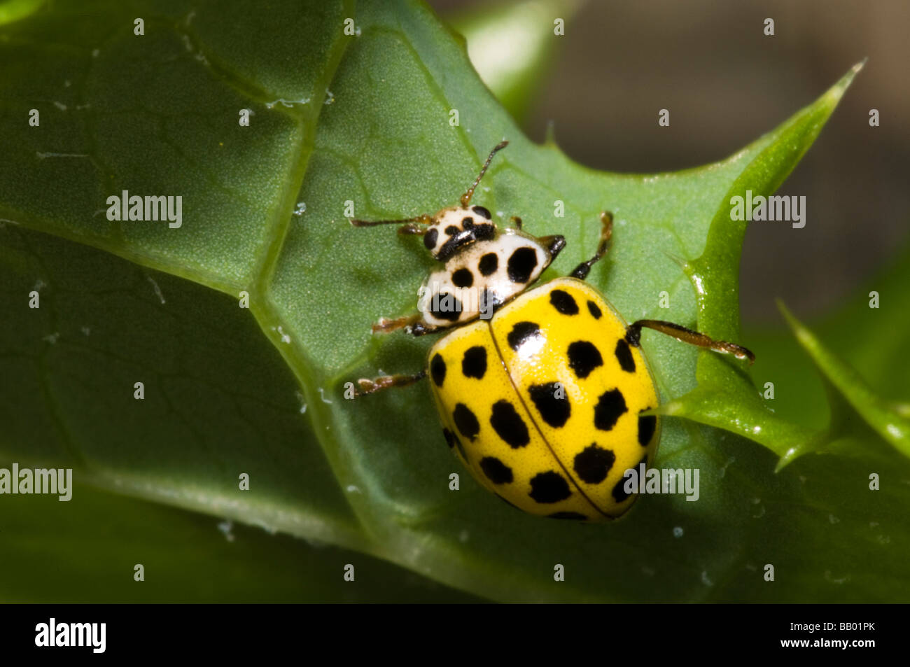 22 spot hi-res stock photography and images - Alamy