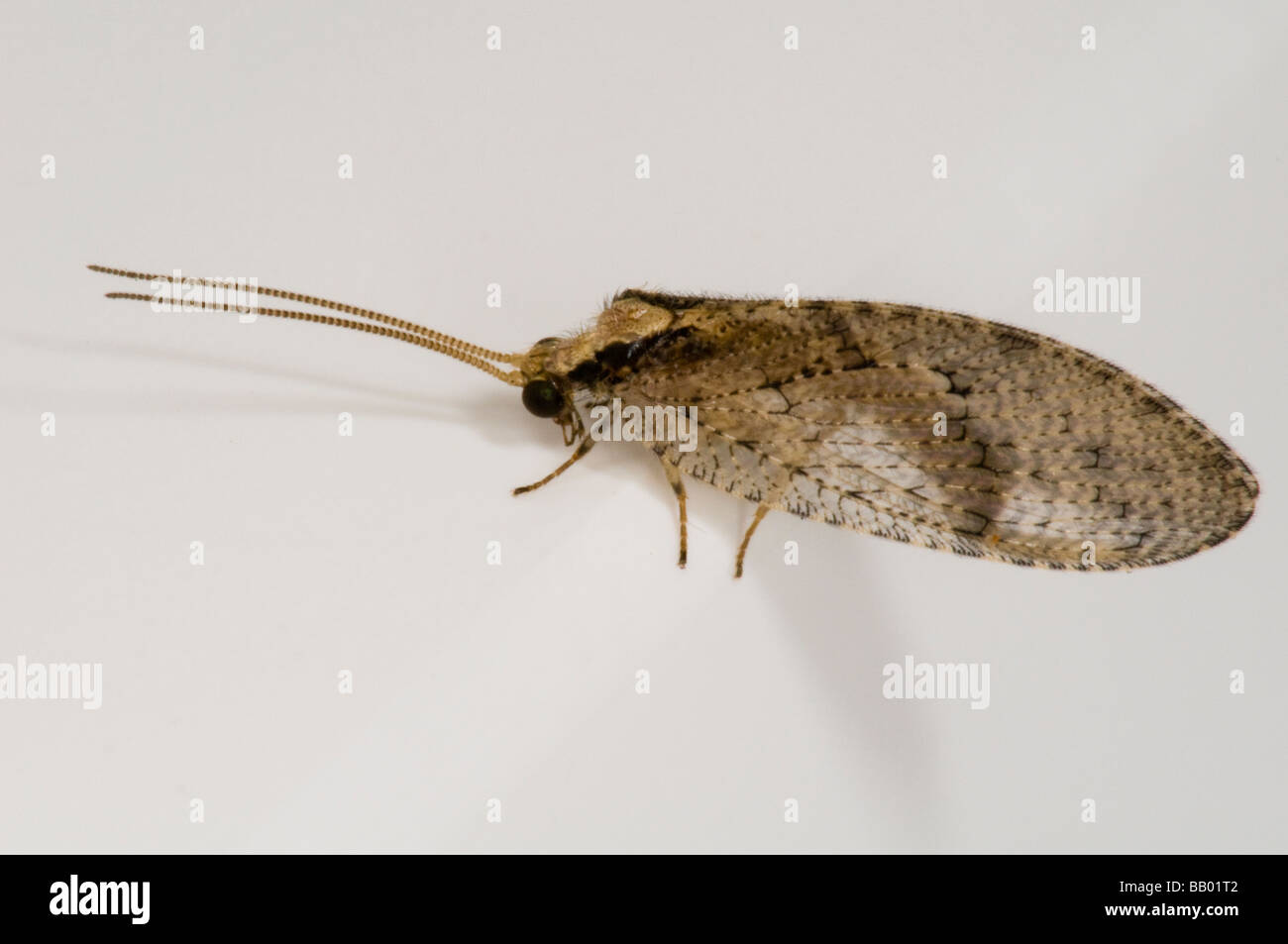 Lacewing ecology hi-res stock photography and images - Alamy