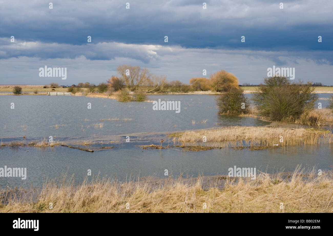 Nene washes hi-res stock photography and images - Alamy