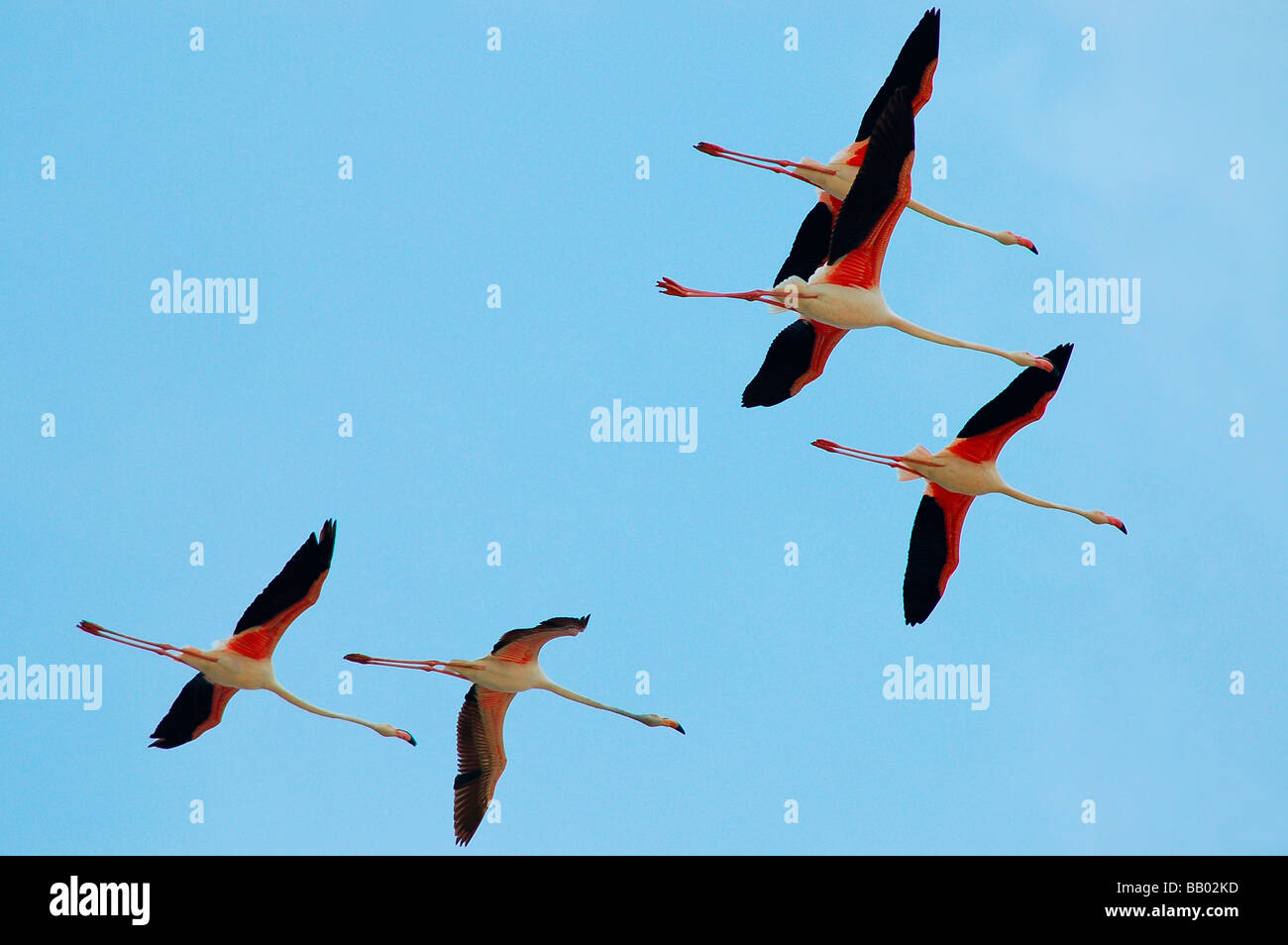 Flamingos in flight hi-res stock photography and images - Alamy