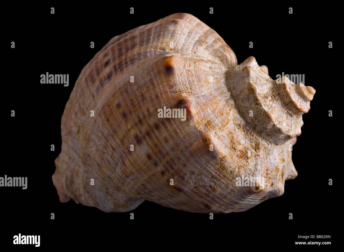 conch shell close up isolated on black background Stock Photo - Alamy