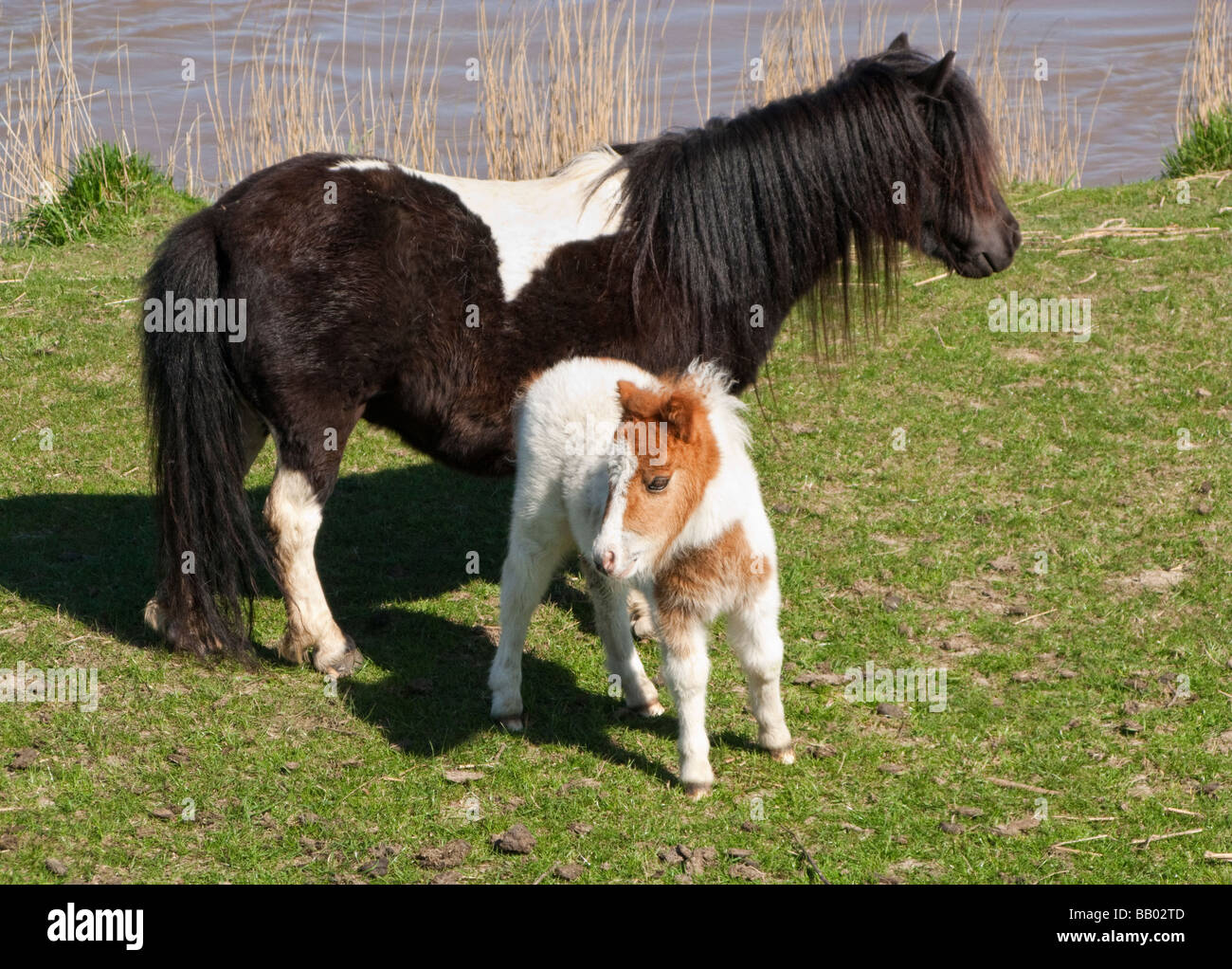 Shetland pony hi-res stock photography and images - Alamy