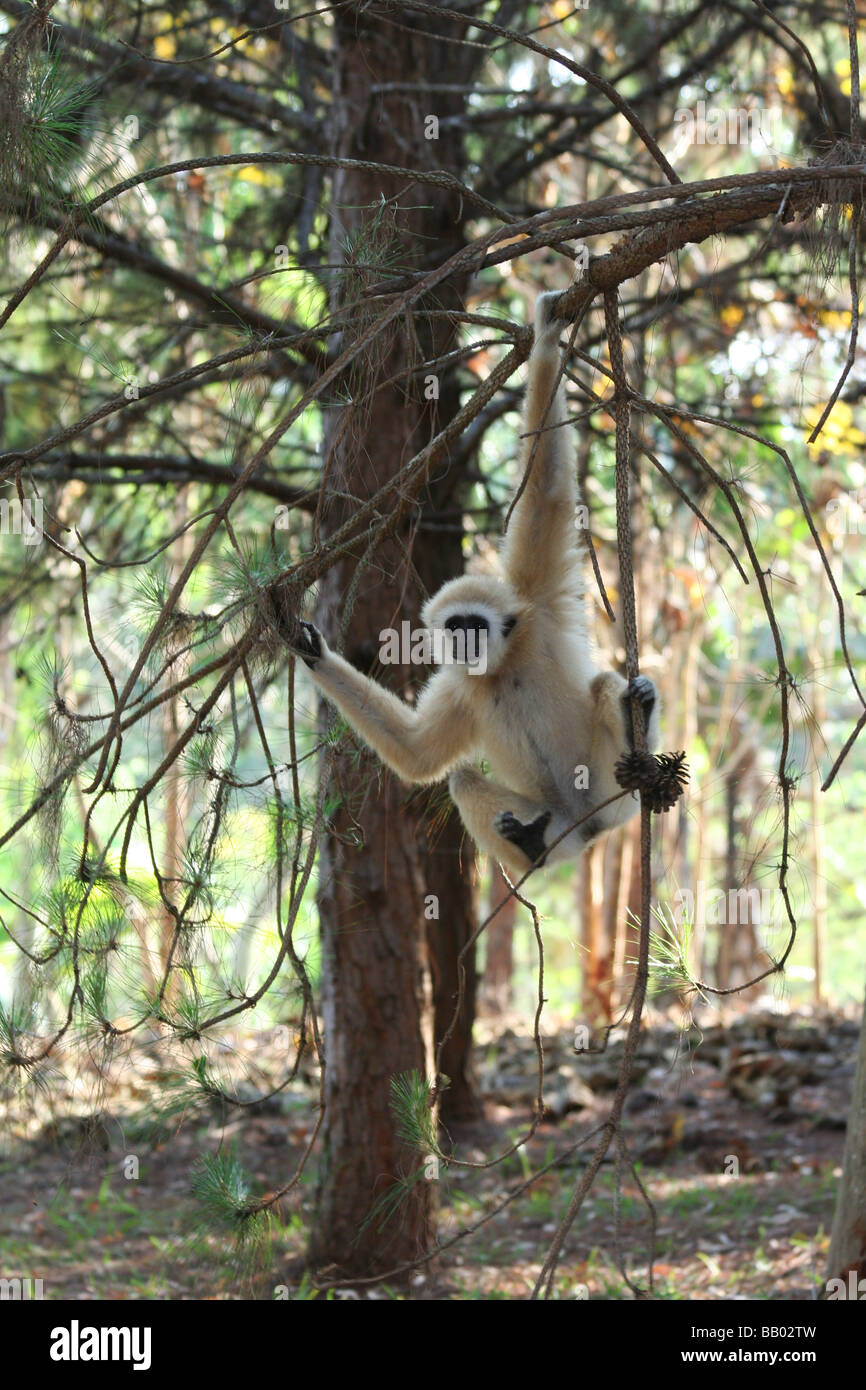 Handed Gibbon High Resolution Stock Photography and Images - Alamy