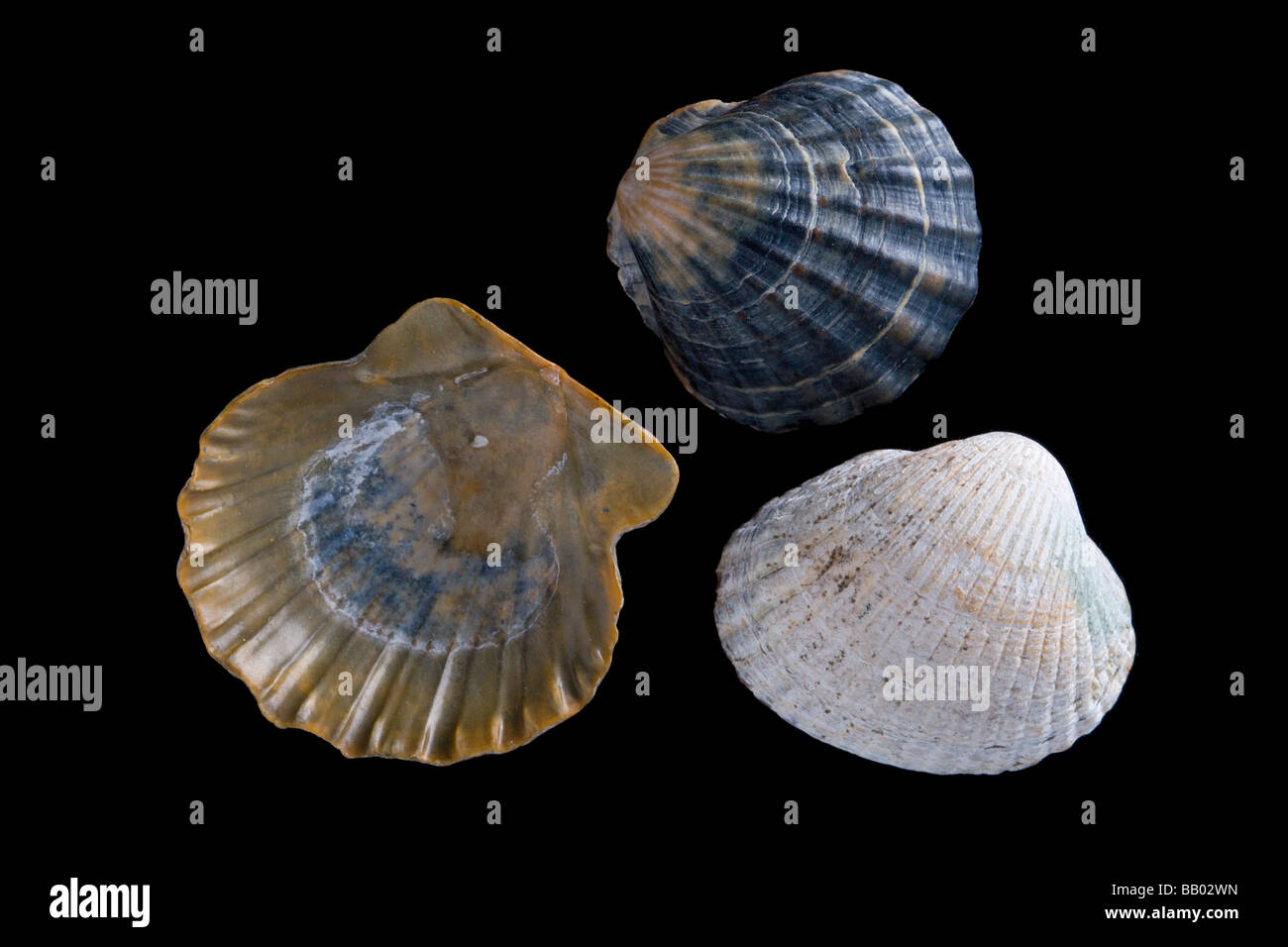 conch shell close up isolated on black background Stock Photo - Alamy