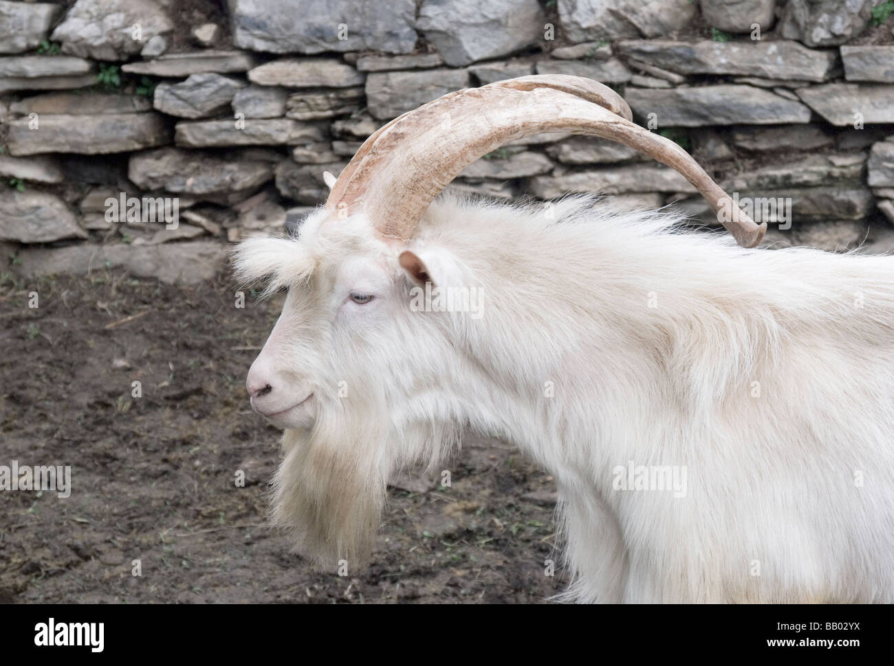 domestic male goat Stock Photo - Alamy