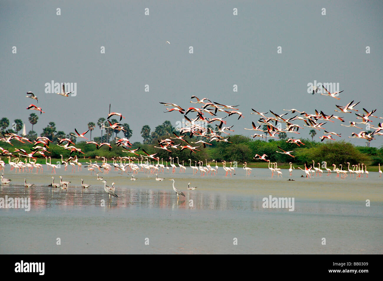 Flamingo in india hi-res stock photography and images - Alamy