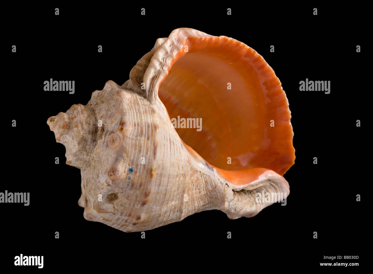 conch shell close up isolated on black background Stock Photo - Alamy