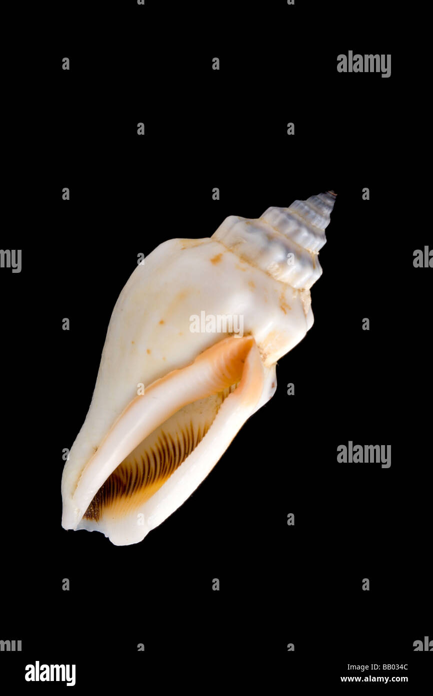 conch shell close up isolated on black background Stock Photo - Alamy