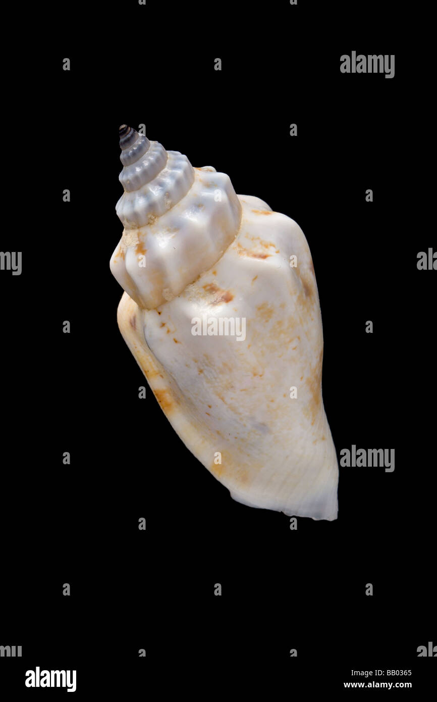 conch shell close up isolated on black background Stock Photo - Alamy