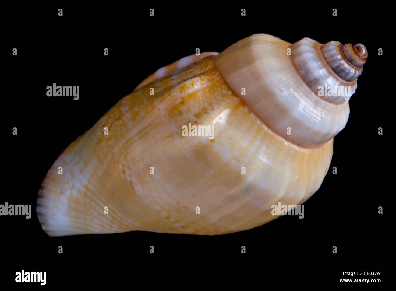 conch shell close up isolated on black background Stock Photo - Alamy