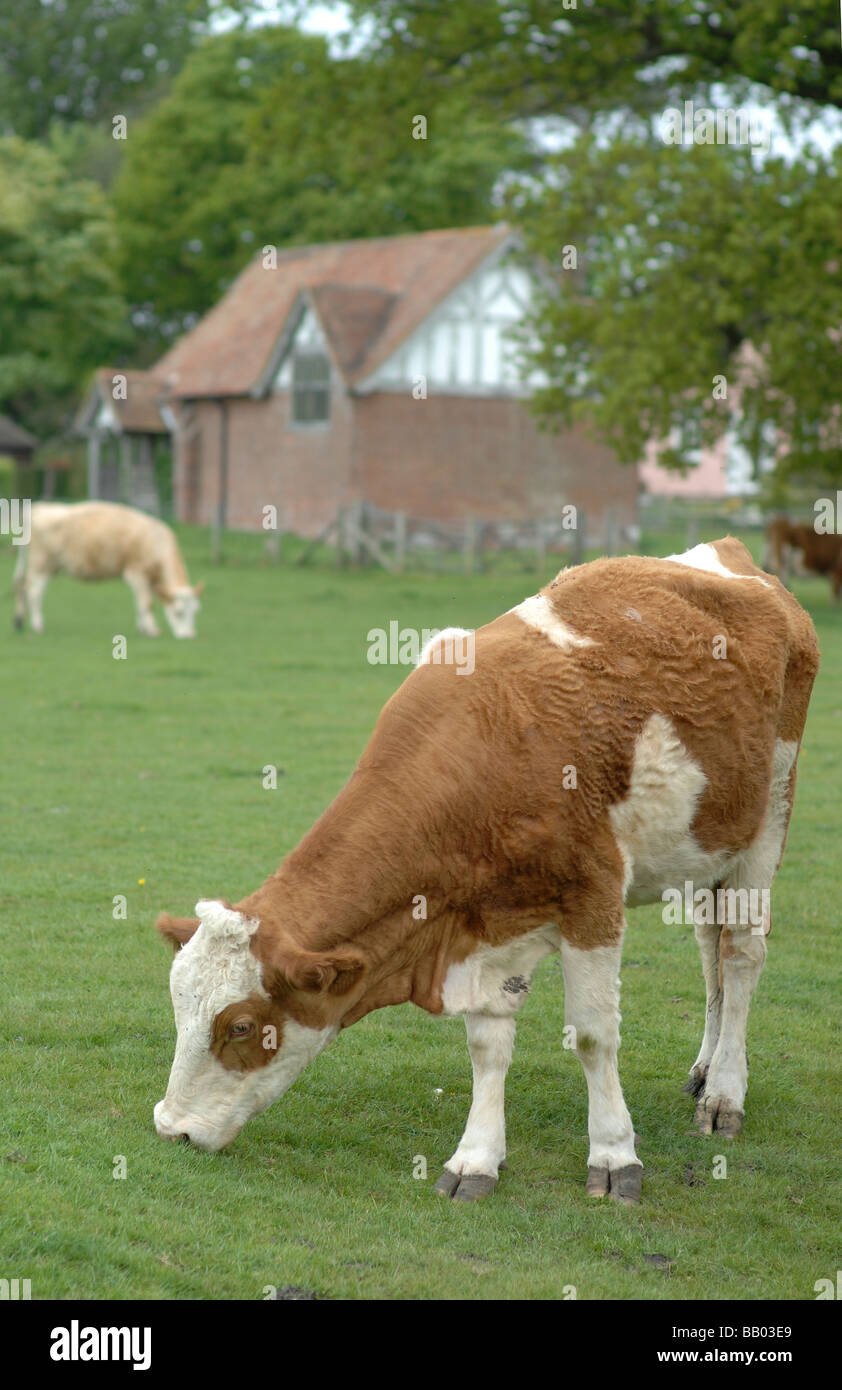 Victorian farm cows hi-res stock photography and images - Alamy