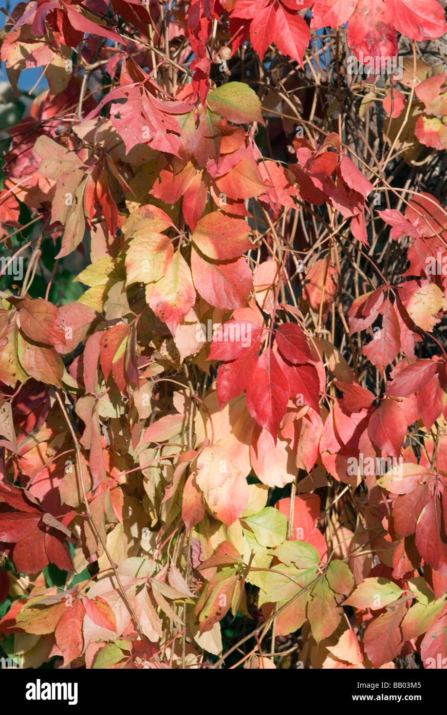 Red leafed climbing plant Stock Photo - Alamy